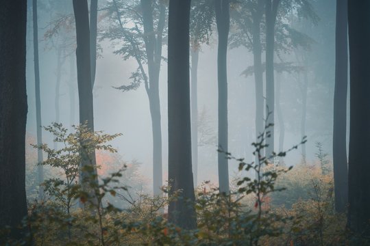 12,449 件の最適な Nebelig 画像、ストック写真、ベクター | Adobe Stock