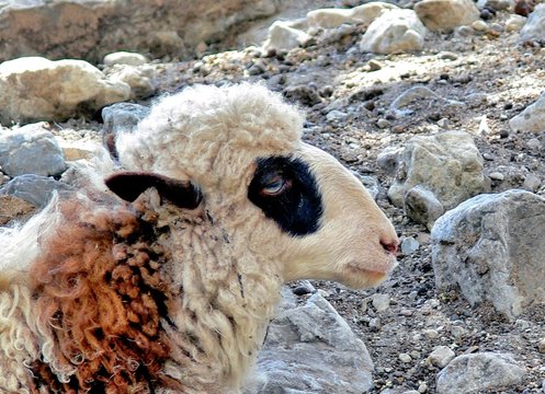 รูปภาพToison – เลือกดูภาพถ่ายสต็อก เวกเตอร์ และวิดีโอ378 | Adobe Stock