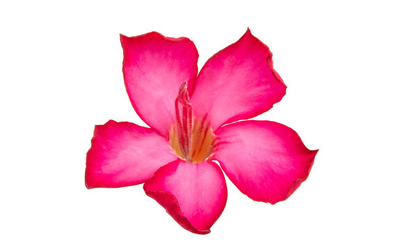 Azaria Images – Browse 54 Stock Photos, Vectors, and Video | Adobe Stock