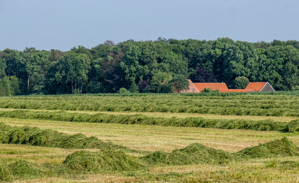 Heuen Bilder – Durchsuchen 225 Archivfotos, Vektorgrafiken und Videos ...