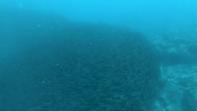 "Bait Ball" Bilder – Durchsuchen 7,277 Archivfotos, Vektorgrafiken und Videos | Adobe Stock