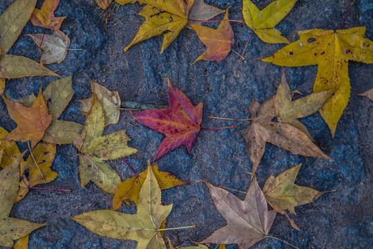 Autuum-Bilder: Stock-Fotos & -Videos. | Adobe Stock