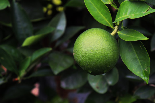 "Malta Fruit" Images – Browse 34 Stock Photos, Vectors, and Video ...