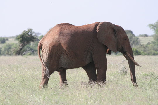 Pachiderma 画像 - 参照 820 Stock 写真、ベクターおよびビデオ | Adobe Stock