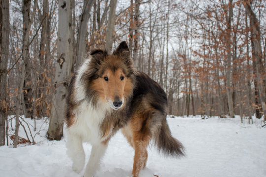 Lassie_ Bilder – Durchsuchen 7,493 Archivfotos, Vektorgrafiken und ...