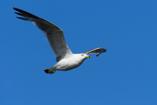 海猫 Images – Browse 879 Stock Photos, Vectors, and Video | Adobe Stock