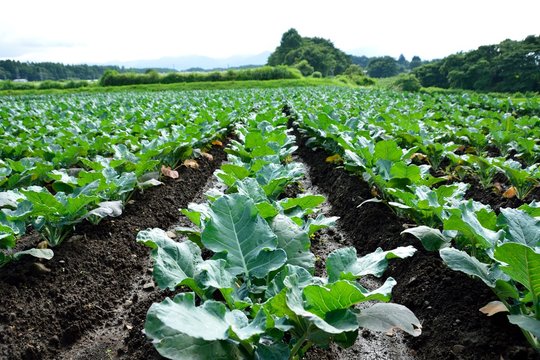 田んぼ 画像 - 参照 380,693 Stock 写真、ベクターおよびビデオ | Adobe Stock