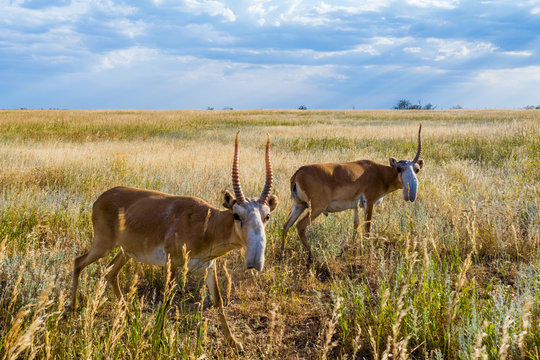 Saiga 이미지 – 찾아보기 2,038 스톡 사진, 벡터 및 비디오 | Adobe Stock