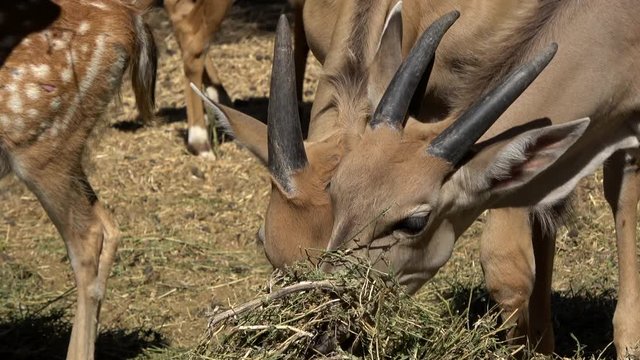 Eland Video Footage – Browse 716 HD Stock Video and Footage | Adobe Stock