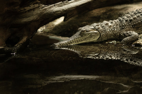 Kaiman Bilder – Durchsuchen 550 Archivfotos, Vektorgrafiken und Videos ...
