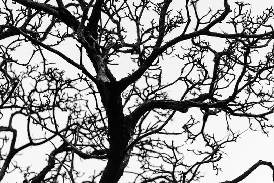 Lament Images – Browse 18,401 Stock Photos, Vectors, and Video | Adobe ...