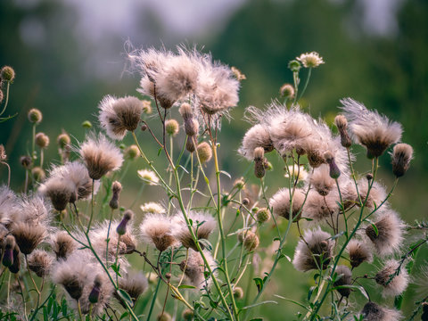 รูปภาพFlovers – เลือกดูภาพถ่ายสต็อก เวกเตอร์ และวิดีโอ2,784 | Adobe Stock