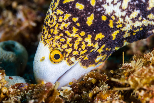 "Clouded Moray" Images – Browse 259 Stock Photos, Vectors, and Video ...