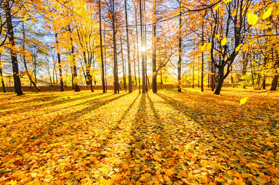 "Autumn Background" bilder – Bläddra bland 67,140 stockfoton, vektorer ...