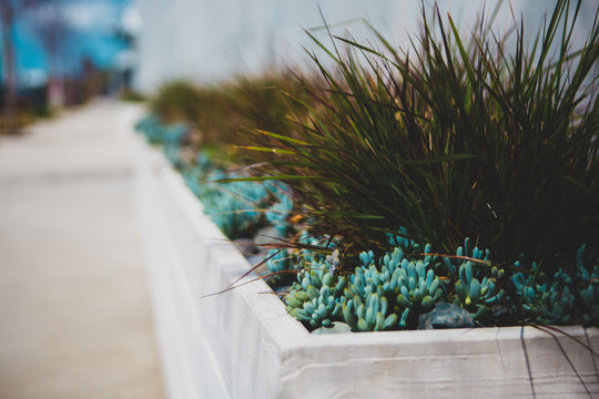 Bushes In Planter Images – Browse 4,023 Stock Photos, Vectors, and ...