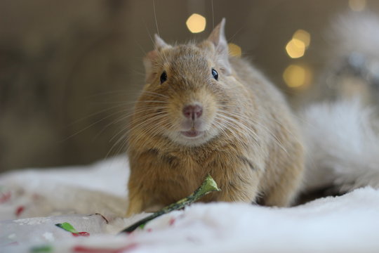 Caviomorpha Bilder – Durchsuchen 381 Archivfotos, Vektorgrafiken und ...