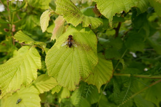 Haselnussblatt Bilder – Durchsuchen 1,305 Archivfotos, Vektorgrafiken ...