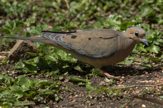 รูปภาพ"Mourning Dove" – เลือกดูภาพถ่ายสต็อก เวกเตอร์ และวิดีโอ3,373 ...