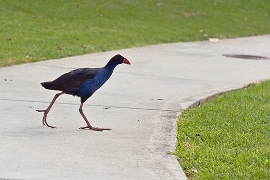 รูปภาพPukeko – เลือกดูภาพถ่ายสต็อก เวกเตอร์ และวิดีโอ1,029 | Adobe Stock
