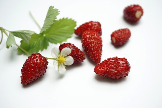 Poziomki Images – Browse 300 Stock Photos, Vectors, and Video | Adobe Stock