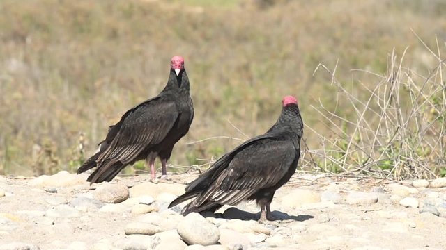 Jote Images – Browse 181 Stock Photos, Vectors, and Video | Adobe Stock