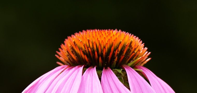 รูปภาพConeflower – เลือกดูภาพถ่ายสต็อก เวกเตอร์ และวิดีโอ29,871 | Adobe ...