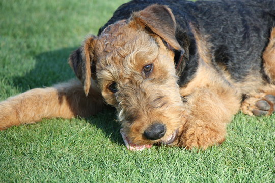 "Airdale Terrier" Images – Browse 9,907 Stock Photos, Vectors, and ...