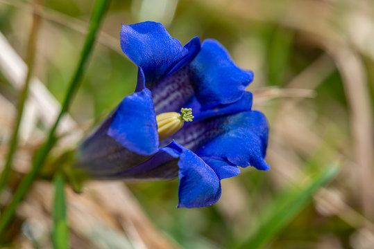 Enzian Images – Browse 47 Stock Photos, Vectors, and Video | Adobe Stock