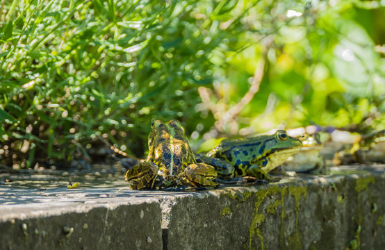 Chillig 이미지 – 찾아보기 773 스톡 사진, 벡터 및 비디오 | Adobe Stock