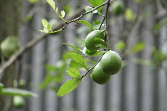 Lebu Images – Browse 52 Stock Photos, Vectors, and Video | Adobe Stock