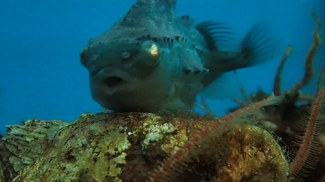 Lompe Images – Browse 96 Stock Photos, Vectors, and Video | Adobe Stock