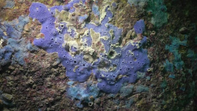 Calcarea Images – Browse 640 Stock Photos, Vectors, and Video | Adobe Stock