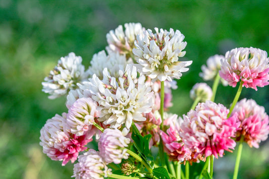 รูปภาพ"Trifolium – เลือกดูภาพถ่ายสต็อก เวกเตอร์ และวิดีโอ10,494 | Adobe ...