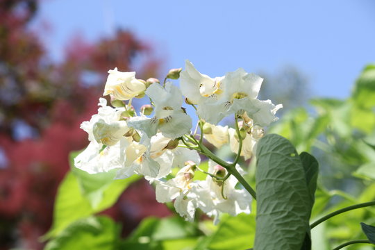 "Cigar Tree" Images – Browse 206 Stock Photos, Vectors, and Video ...