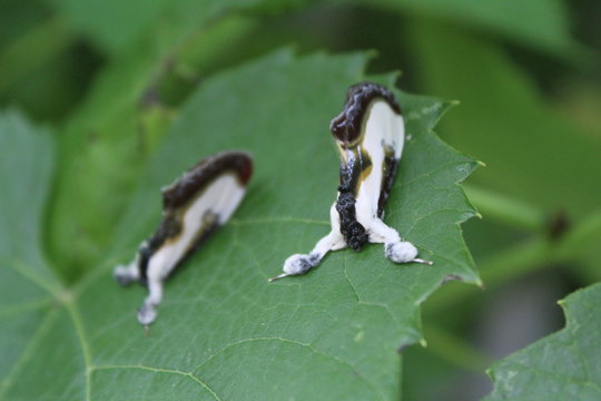 "Wood Nymph" Images – Browse 5,353 Stock Photos, Vectors, and Video ...