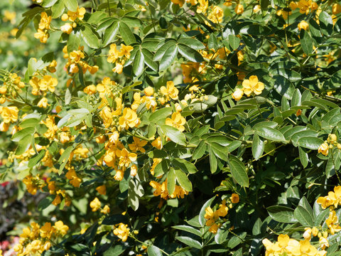 รูปภาพCassier – เลือกดูภาพถ่ายสต็อก เวกเตอร์ และวิดีโอ87 | Adobe Stock