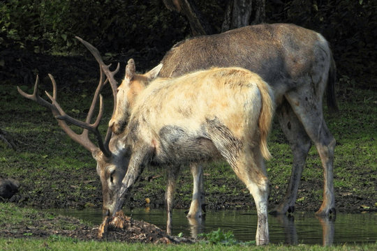 รูปภาพGraminivorous – เลือกดูภาพถ่ายสต็อก เวกเตอร์ และวิดีโอ733 | Adobe ...