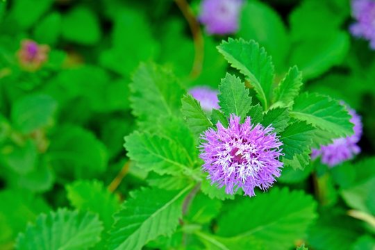 "Lark Daisy" Images – Browse 39 Stock Photos, Vectors, and Video ...