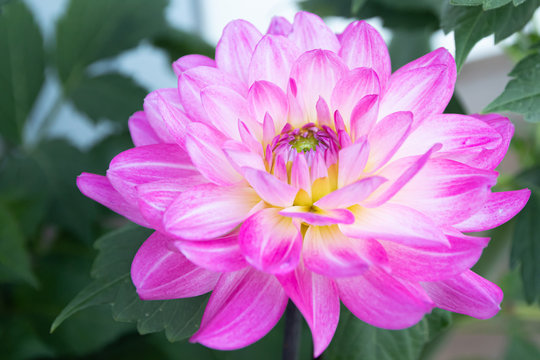 Onesta Images – Browse 43 Stock Photos, Vectors, and Video | Adobe Stock