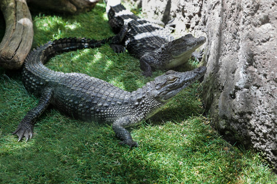 Imagens de Archosaurier – Explore Fotografias do Stock, Vetores e ...