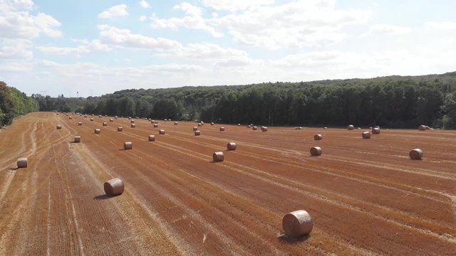 Obrazy (Snopek) — zdjęcia, wektory i wideo bez tantiem (176) | Adobe Stock