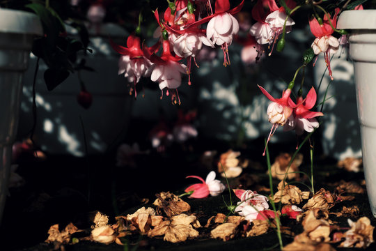 "Drooping Flower" Images – Browse 291 Stock Photos, Vectors, and Video ...