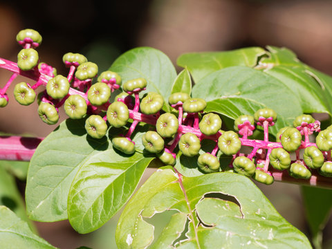 Scoke 画像 - 参照 2,383 Stock 写真、ベクターおよびビデオ | Adobe Stock