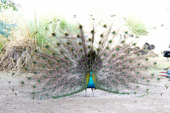 รูปภาพTornasol – เลือกดูภาพถ่ายสต็อก เวกเตอร์ และวิดีโอ155 | Adobe Stock