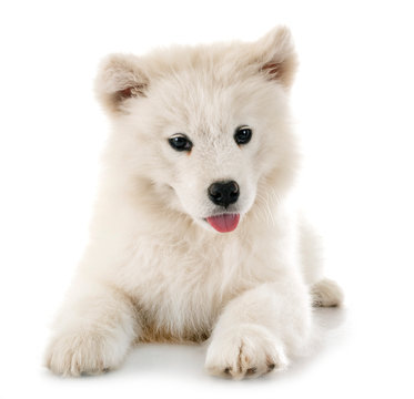 รูปภาพSamoyed – เลือกดูภาพถ่ายสต็อก เวกเตอร์ และวิดีโอ36,376 | Adobe Stock