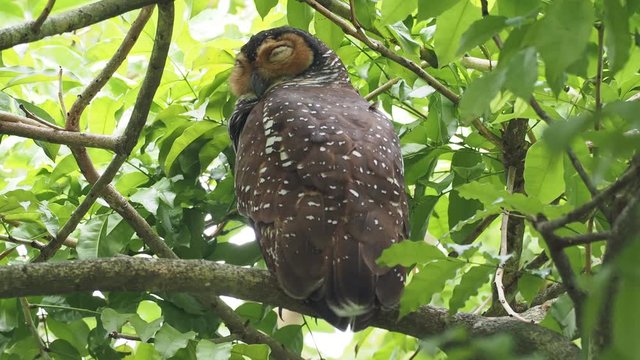 Wood-Owl Images – Browse 63 Stock Photos, Vectors, and Video | Adobe Stock