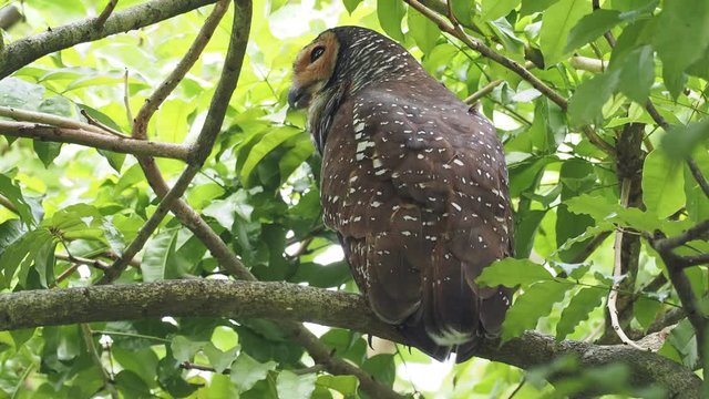 Wood-Owl Images – Browse 63 Stock Photos, Vectors, and Video | Adobe Stock