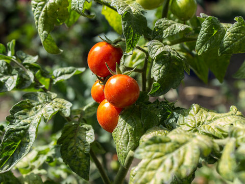Strauchtomate Bilder – Durchsuchen 40,484 Archivfotos, Vektorgrafiken ...