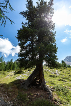 Zirbenbaum Bilder – Durchsuchen 1,423 Archivfotos, Vektorgrafiken und ...
