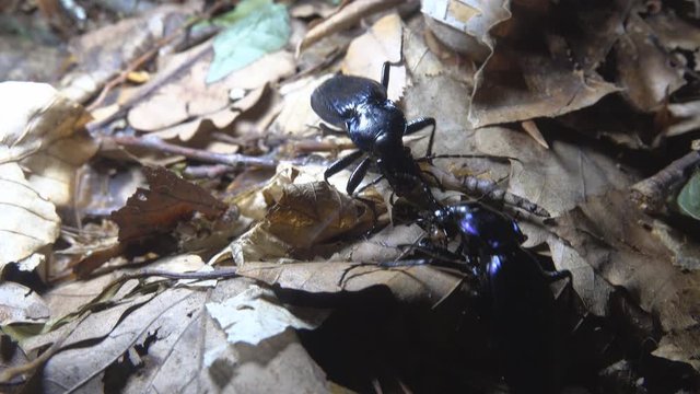 "Rare Insects" Images – Browse 96 Stock Photos, Vectors, and Video ...